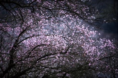 不要门票！乐山珍藏版的 世外梅林”暗香浮动、美成仙境！梅子坝马边梅花