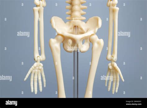 Anatomie Squelettique Banque De Photographies Et Dimages à Haute