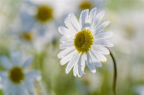 Обои ромашка на рабочий стол