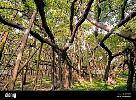 Old Banyan Ficus Bengalensis Tree At Botanical Garden Shibpur Stock
