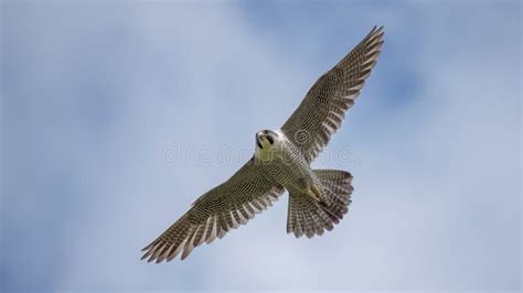 Falcão peregrino em voo foto de stock Imagem de marinheiro 269024968