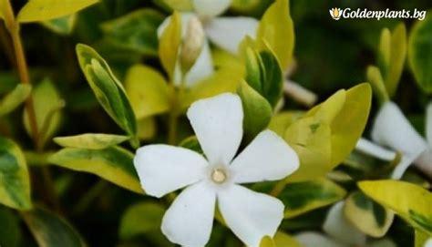 Малка винка Алба Вариегата /Vinca minor Alba Variegata/
