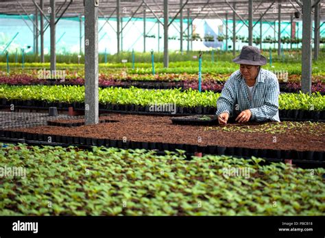 BANGKOK THAILAND February 24 2010 Thailand Women Are Planting A Tree In The House Stock