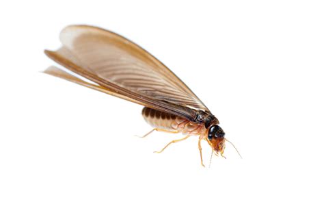 Termite Swarmers In Western Massachusetts Graduate Pest Solutions