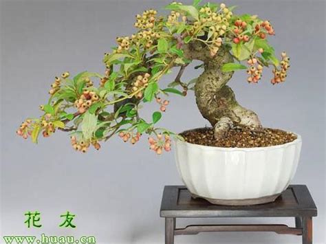 树桩盆景翻盆换土步骤方法
