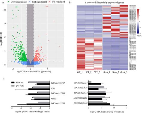 DEG Enrichment Analysis Of L Crocea Transcriptome Data A Volcano Plot