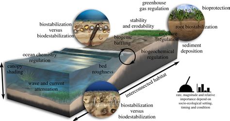 Of The Salient Biologicalphysical Interactions That Are Fundamental To Download Scientific