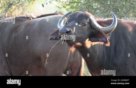 Chew Straw Stock Videos And Footage Hd And 4k Video Clips Alamy