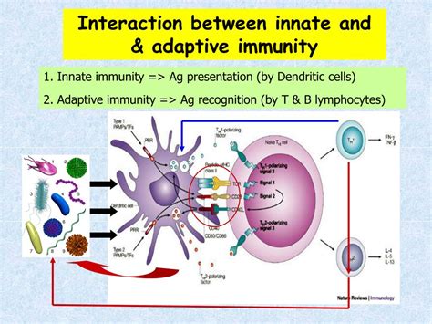 Ppt T Cell Receptor Tcr Mhc Complexes Antigen Presentation