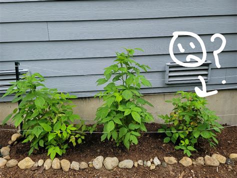 Raspberry Starts Why Is This One So Sad R Pnwgardening