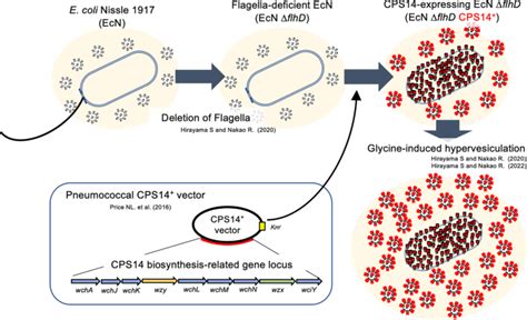 A Highly Immunogenic Vaccine Platform Against Encapsulated Pathogens