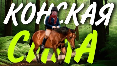 ГОНКИ НА ЛОШАДЯХ " КОНСКАЯ СИЛА " - YouTube
