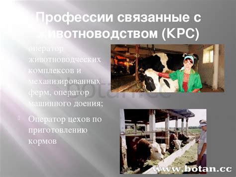 Презентация по сельскохозяйственному труду на тему Виды кормов для КРС