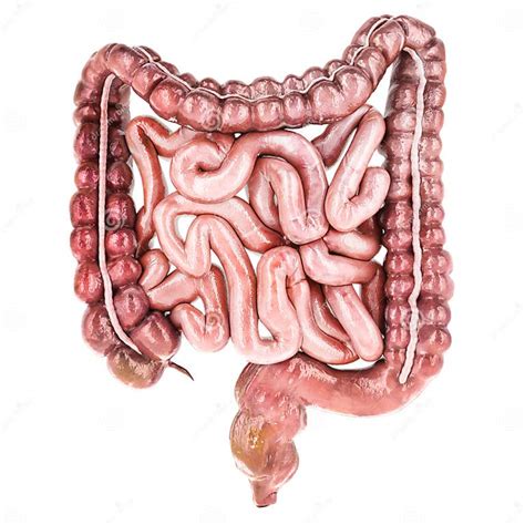 Human Intestines Front View 3d Rendering Stock Illustration