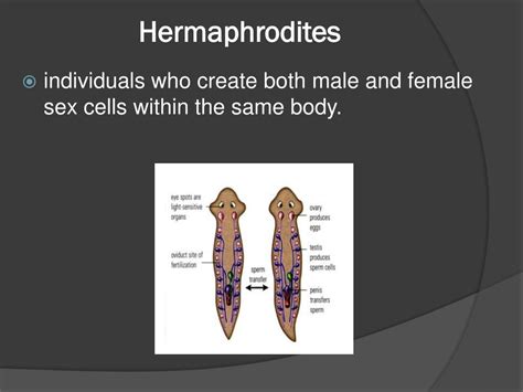 Ppt Understanding Human Reproduction A Comprehensive Guide