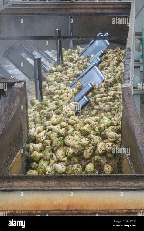 Sugar Beet Sugar Beet Beet Root Sugar Beet Root Beta Vulgaris Var Altissima Sugar Factory