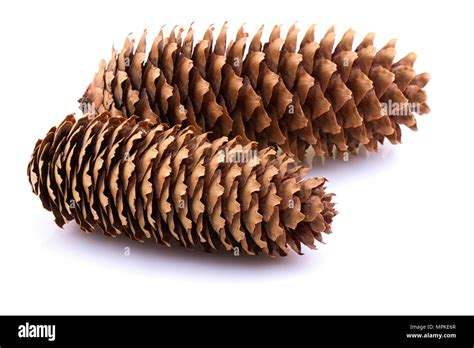 Single Pine Cone Isolated On White Background Stock Photo Alamy