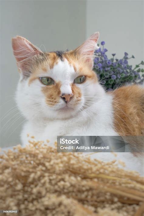 여성 국내 고양이는 흰색 벽 배경의 인공 꽃으로 포즈를 취합니다 0명에 대한 스톡 사진 및 기타 이미지 0명 2015년 가정 생활 Istock