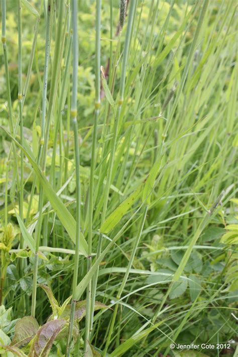 Meadow Foxtail Cooperative Extension Maine Wild Blueberries