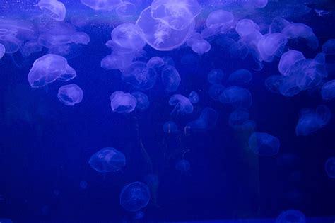 デスクトップ壁紙 青 水中 クラゲ ゼリー 海洋生物学 クニダリア 海洋無脊椎動物 水族館の照明 5472x3648