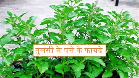तुलसी के पत्ते के फायदे सुबह खाली पेट तुलसी का पत्ता खाने के फायदे