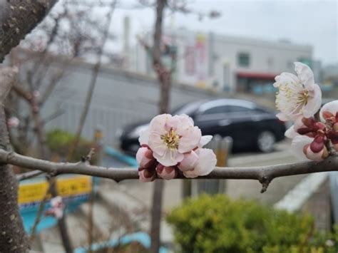 【임대주택】 인수위 소형 다세대 등과 주거용 오피스텔 세제혜택 부활 추진 네이버 블로그