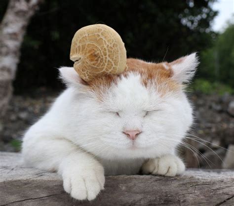 きのこ のせ猫オフィシャルブログ Powered by Ameba