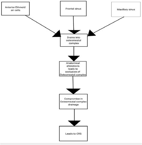 Osteomeatal Complex Drainage Crs Chronic Rhinosinusitis Image Credit