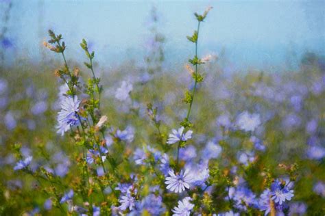 디지탈 예술직 페인트 효과 메도 개척시대의 치코리 Cichorium Intybus 질감 0명에 대한 스톡 사진 및 기타 이미지