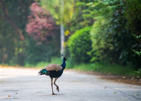 Peacock On Road Smithsonian Photo Contest Smithsonian Magazine