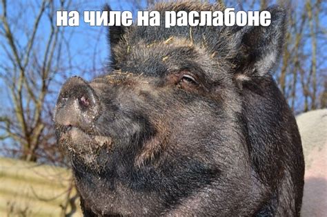 Создать мем дикий кабанчик кабанчик Dana Картинки Meme