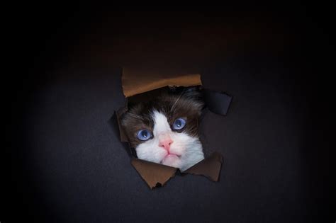 Hermosos Gatos Ragdoll J Venes Y Sanos Sobre Un Fondo Negro Foto Premium