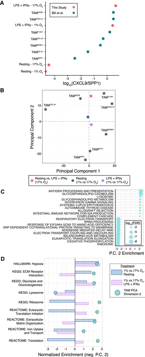 Hypoxia And Inflammation Induce Synergistic Transcriptome Turnover In