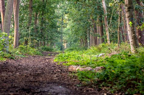 Provincie Oost Vlaanderen Realiseert 10 Procent Uitbreiding Bos En