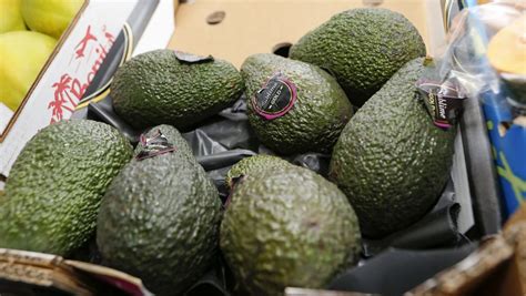 Aguacate El Oro Verde Que Está Conquistando Dietas Y Mercados