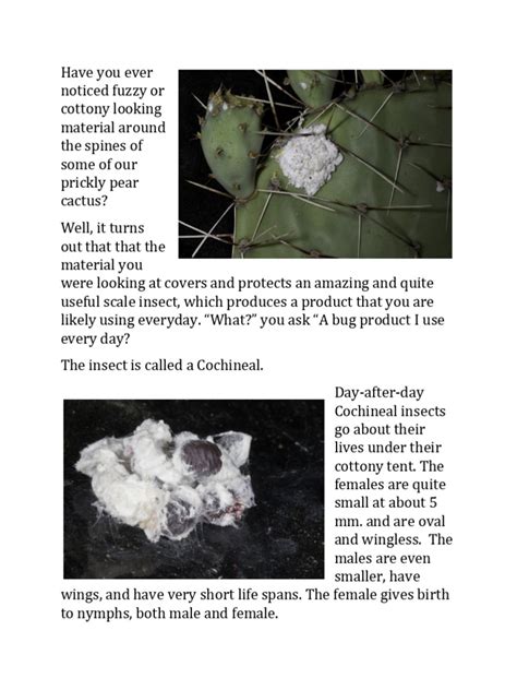 Uses And History Of Cochineal Insects Pdf Insects
