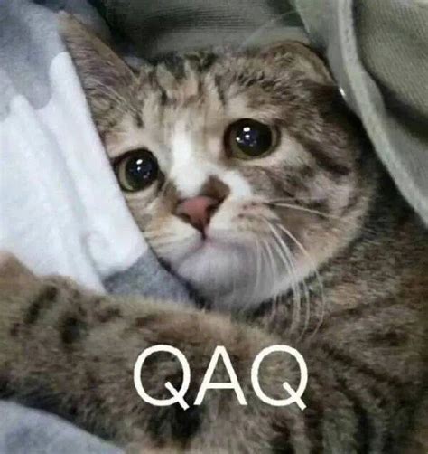表情包 我哪敢说话啊