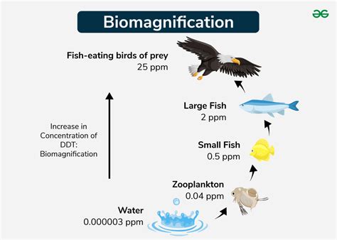 Biomagnification Geeksforgeeks