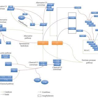 Complement Pathways In Ischemia Reperfusion Injury Download Table