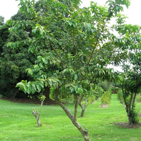 Explore The Delightful Barbie Pink Guava Tree Psidium Guajava Barbie