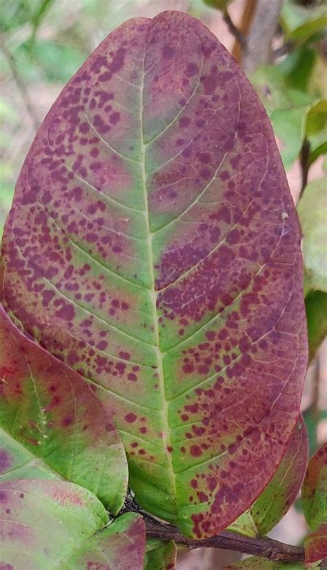 Guava Object Detection Dataset By Guava Plants
