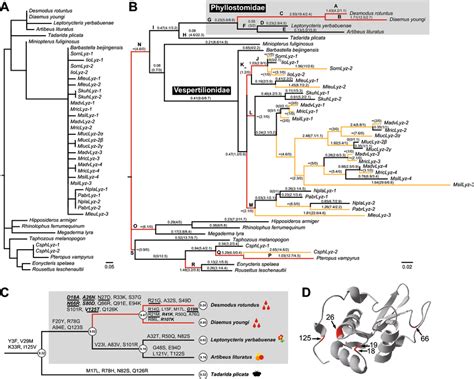 molecular evolution of lysozyme genes in bats a for the signal peptide