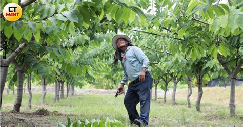 農產自救1／鳳梨釋迦蟲害防治獲肯定 台東縣農會強調誠意開啟銷陸大門 政治 Ctwant