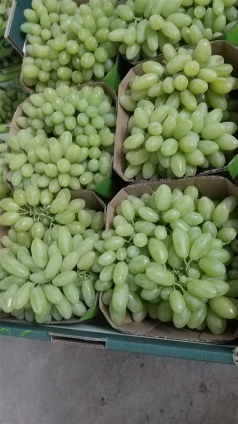 ענבי גיא גפנים עם ניסיון