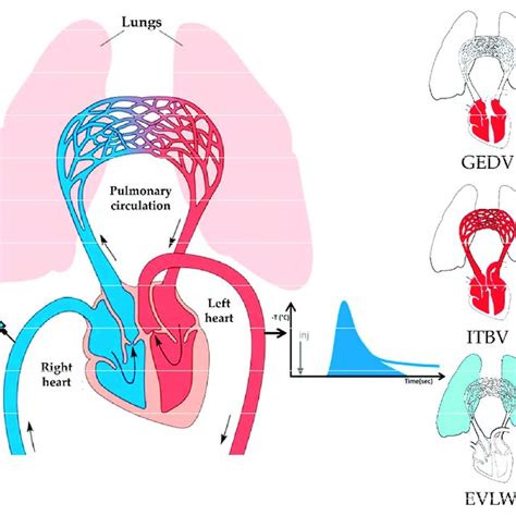 Dichotomic Analysis Of Transpulmonary Thermodilution Tptd Download Scientific Diagram