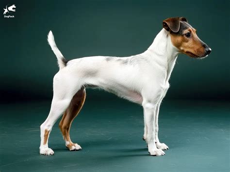 Fox Terrier The Energetic Clever And Spirited Companion