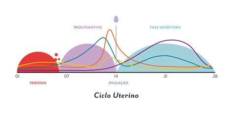 Ciclo Menstrual Em 2021 Ciclo Menstrual Mapa Histologia Images