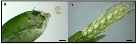 Regenerative Wheat Tissues A Scutellum With Germ Attached Shown Download Scientific Diagram