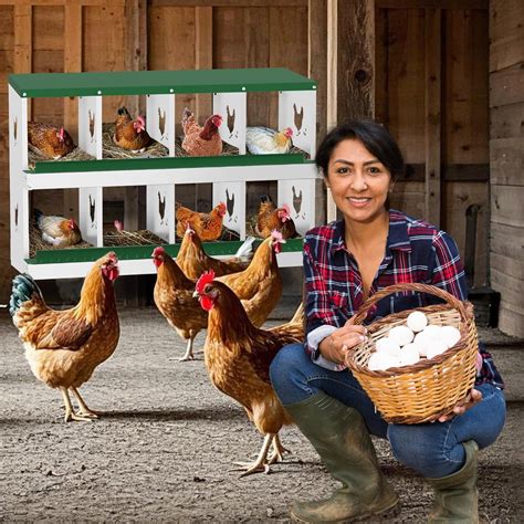 8 Hole Nesting Box For Laying Eggs Chicken Nesting Box Nesting Boxes For Chickens Roll Away