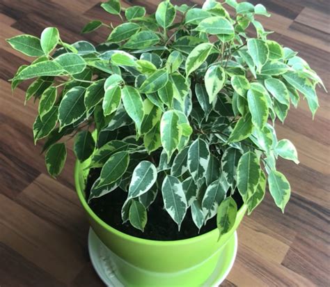 Ficus Kinky Tips For Care Reproduction And Transplantation Ficusplant